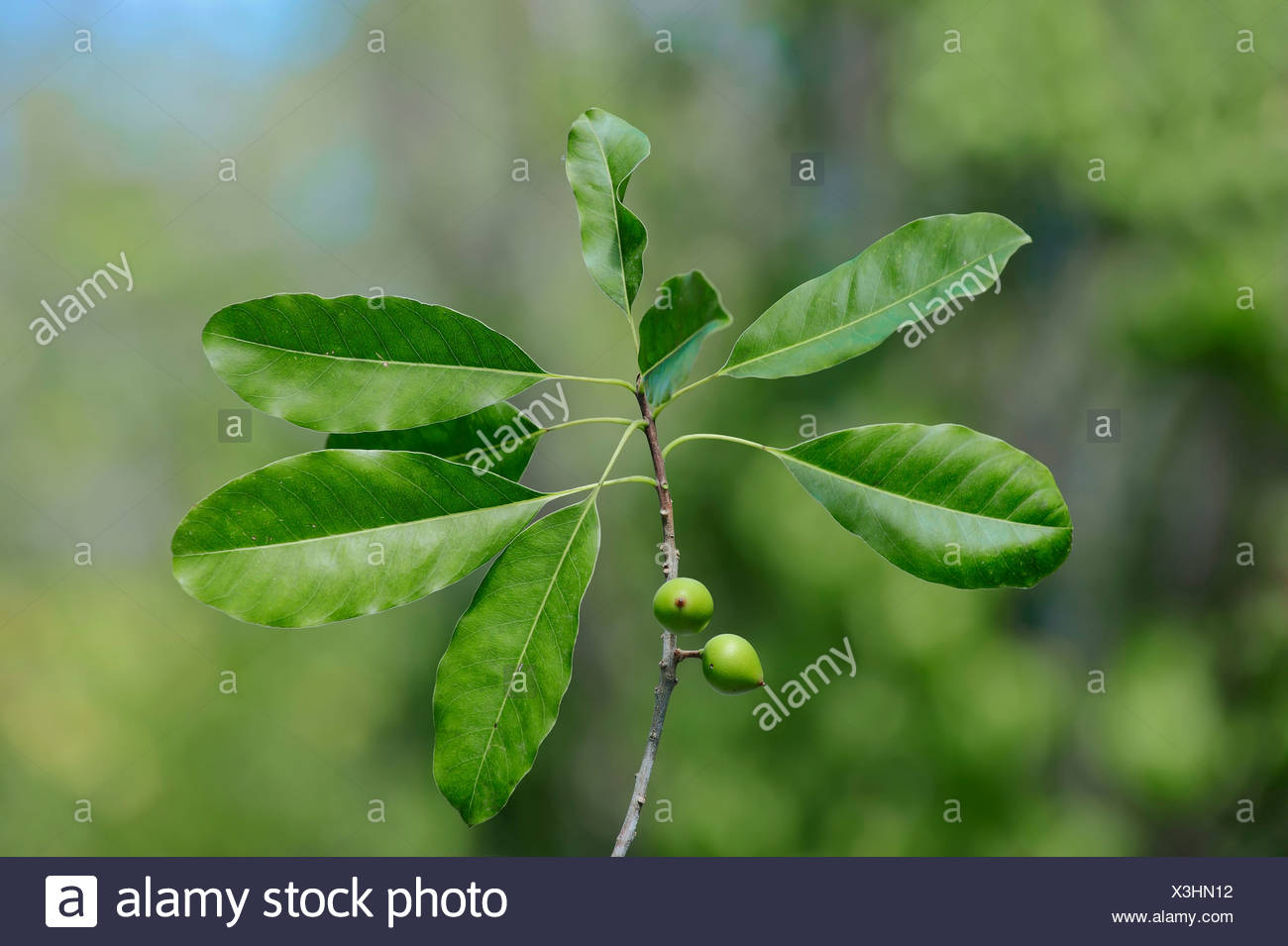Wild Fig Trees High Resolution Stock Photography and Images - Alamy