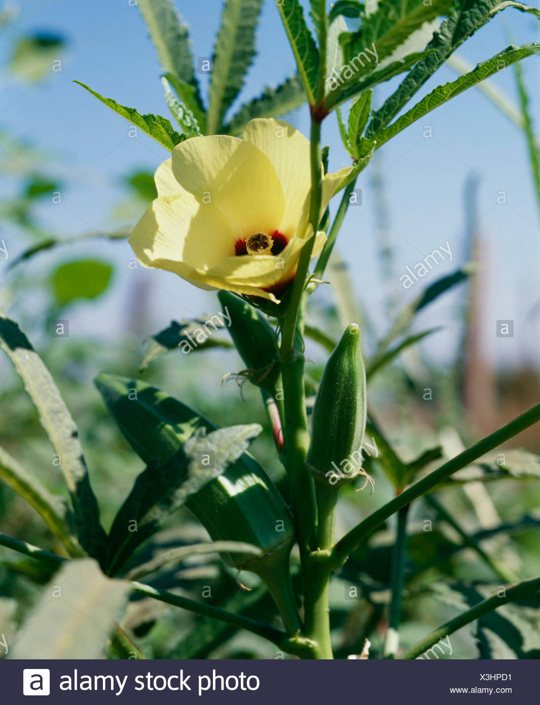 Okra Field Stock Photos & Okra Field Stock Images - Alamy