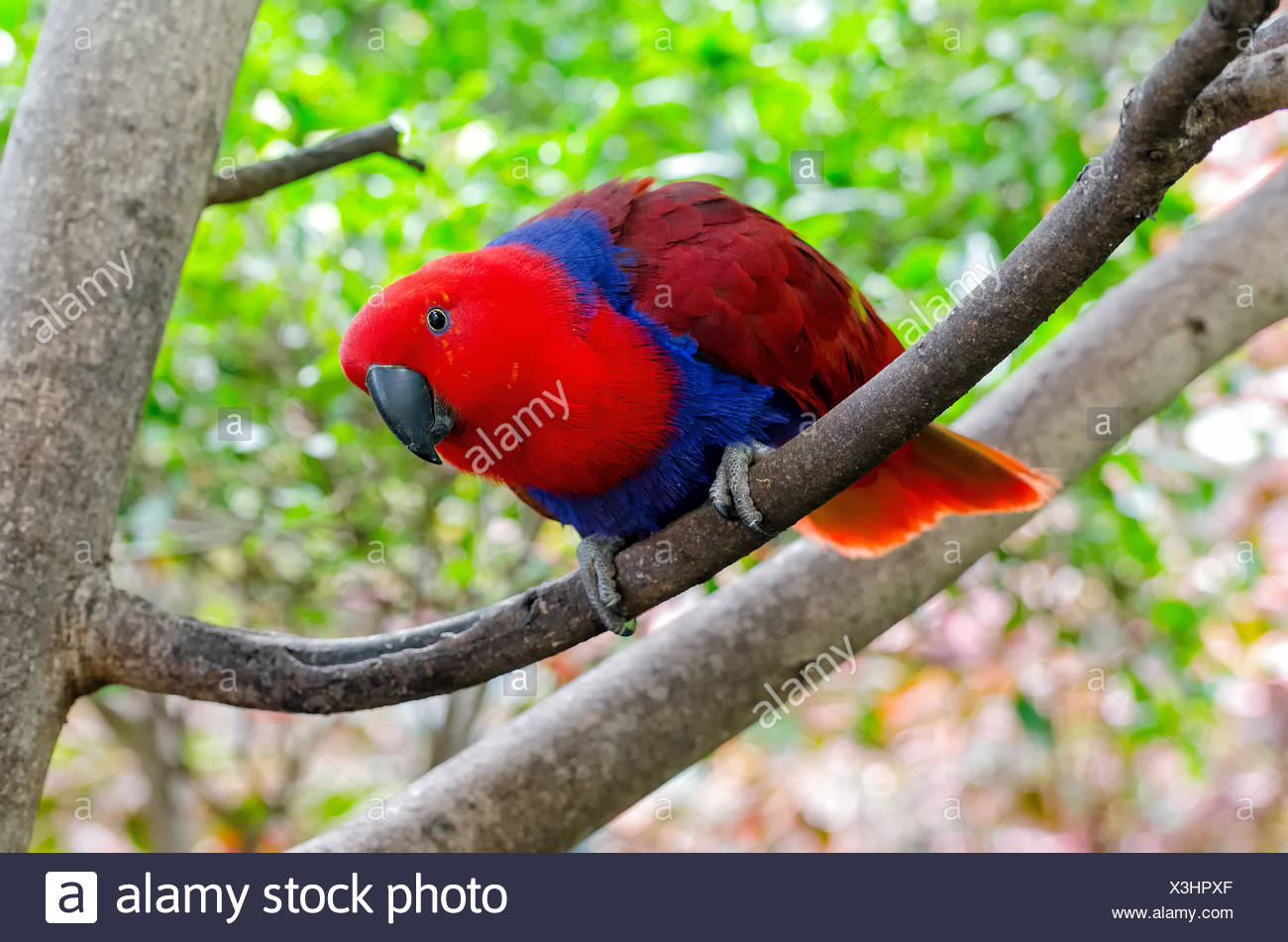 Australia Parrot High Resolution Stock Photography and Images - Alamy