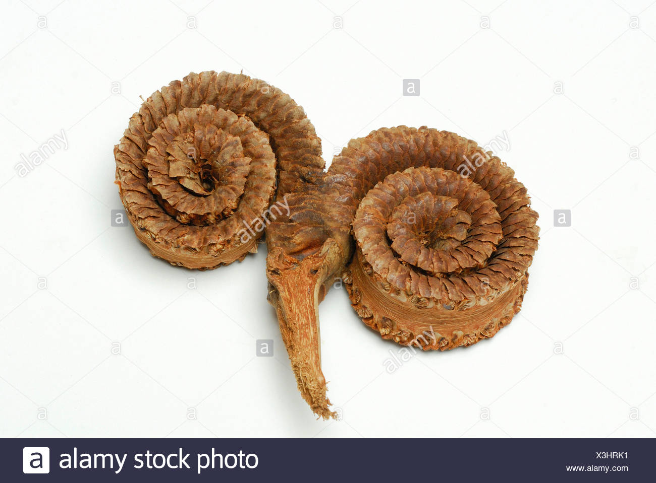 Palmyra Palm High Resolution Stock Photography and Images - Alamy