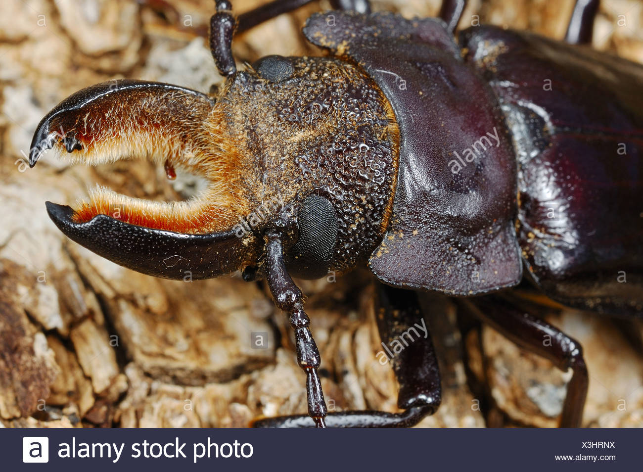 Arabicum High Resolution Stock Photography and Images - Alamy