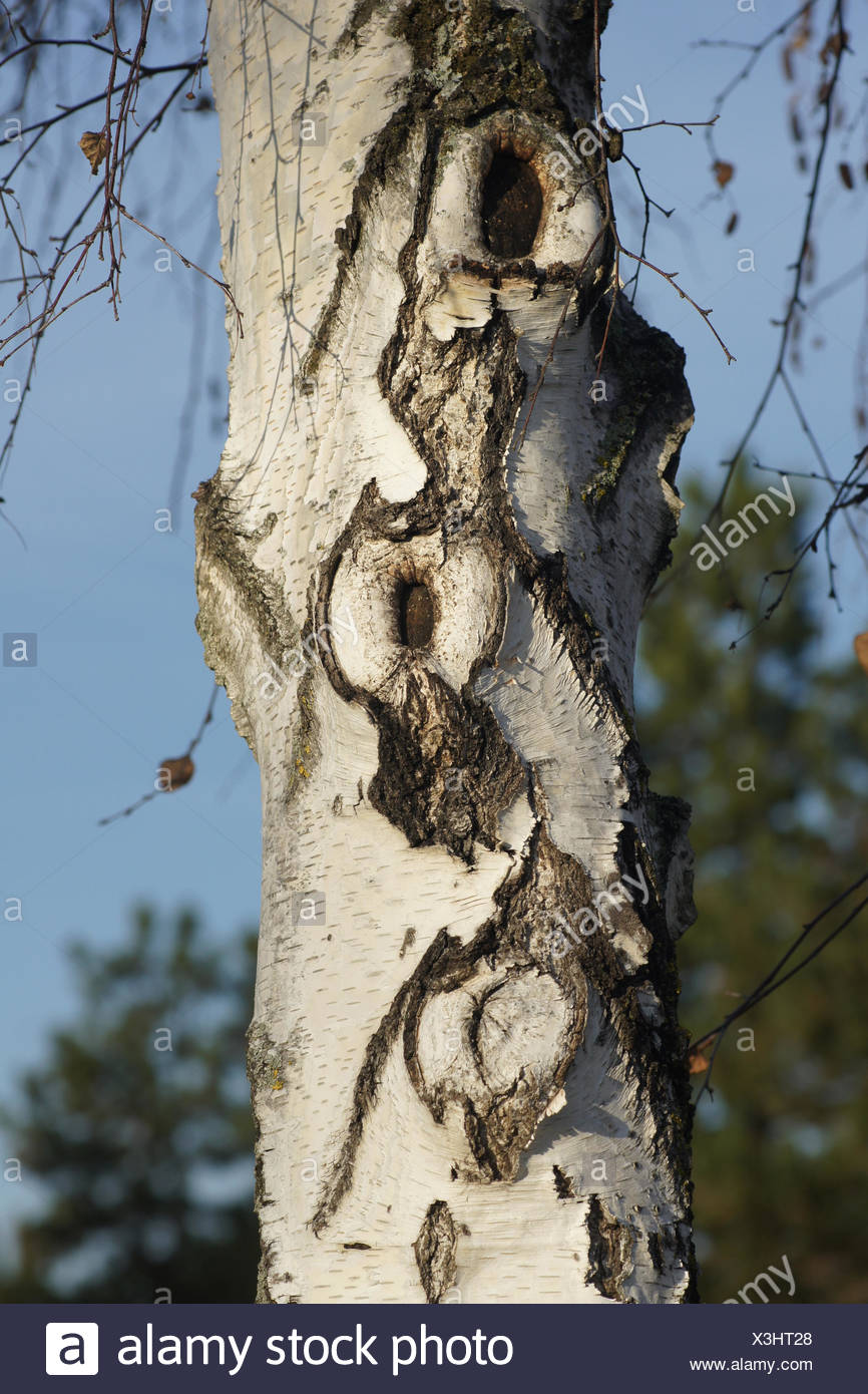 Silver Birch Wood Trees Stock Photos & Silver Birch Wood Trees Stock ...