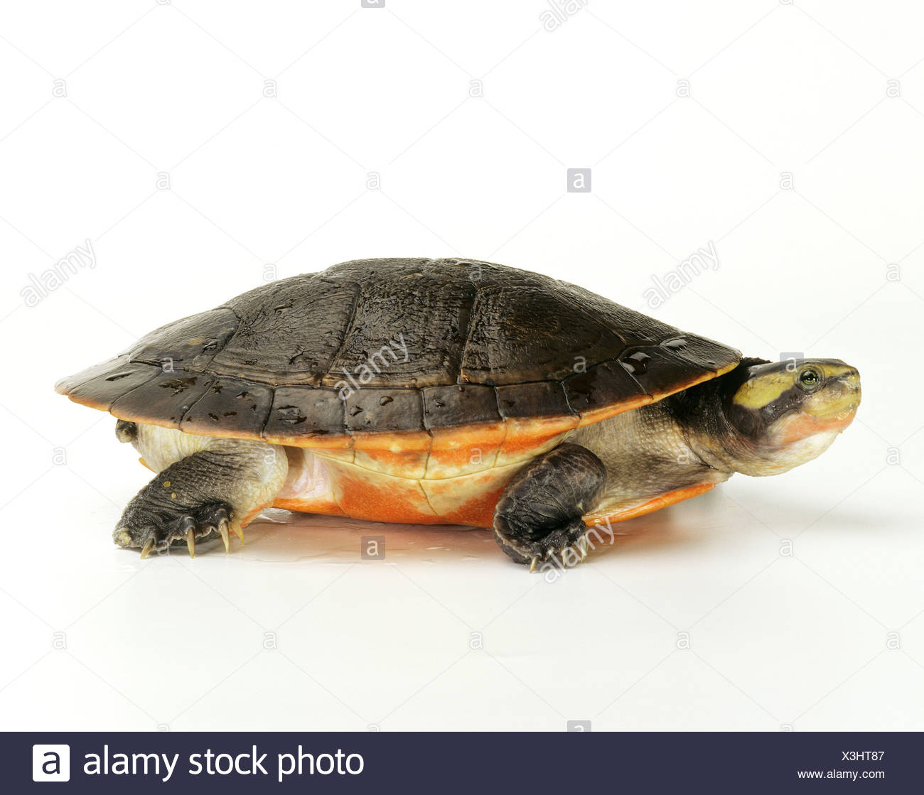 Short Necked Turtle High Resolution Stock Photography and Images - Alamy
