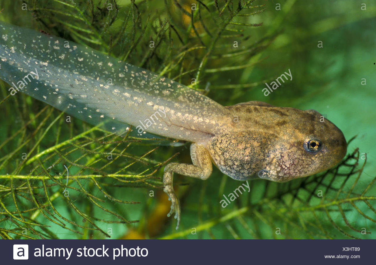 Frog With Tail Stock Photos & Frog With Tail Stock Images - Alamy