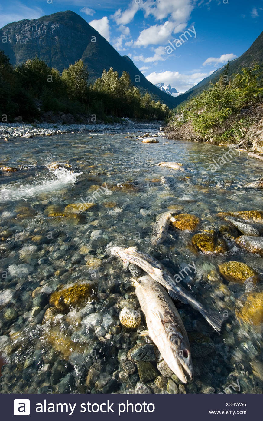 Dead Salmon After Spawning High Resolution Stock Photography and Images ...