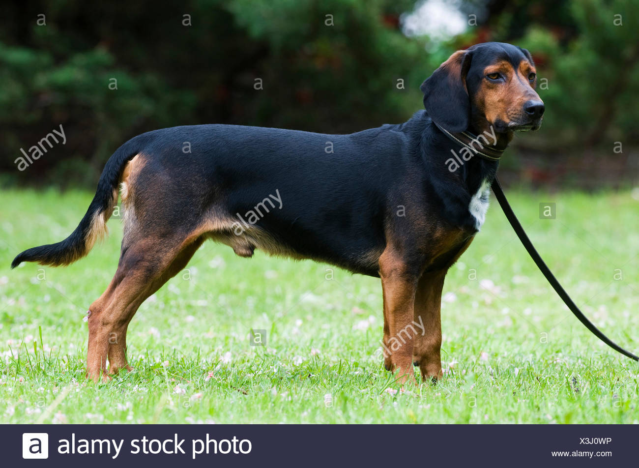 Tiroler Bracke High Resolution Stock Photography and Images - Alamy