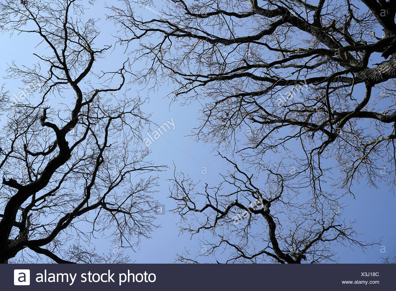 Tree Without Leaves Winter High Resolution Stock Photography and Images ...