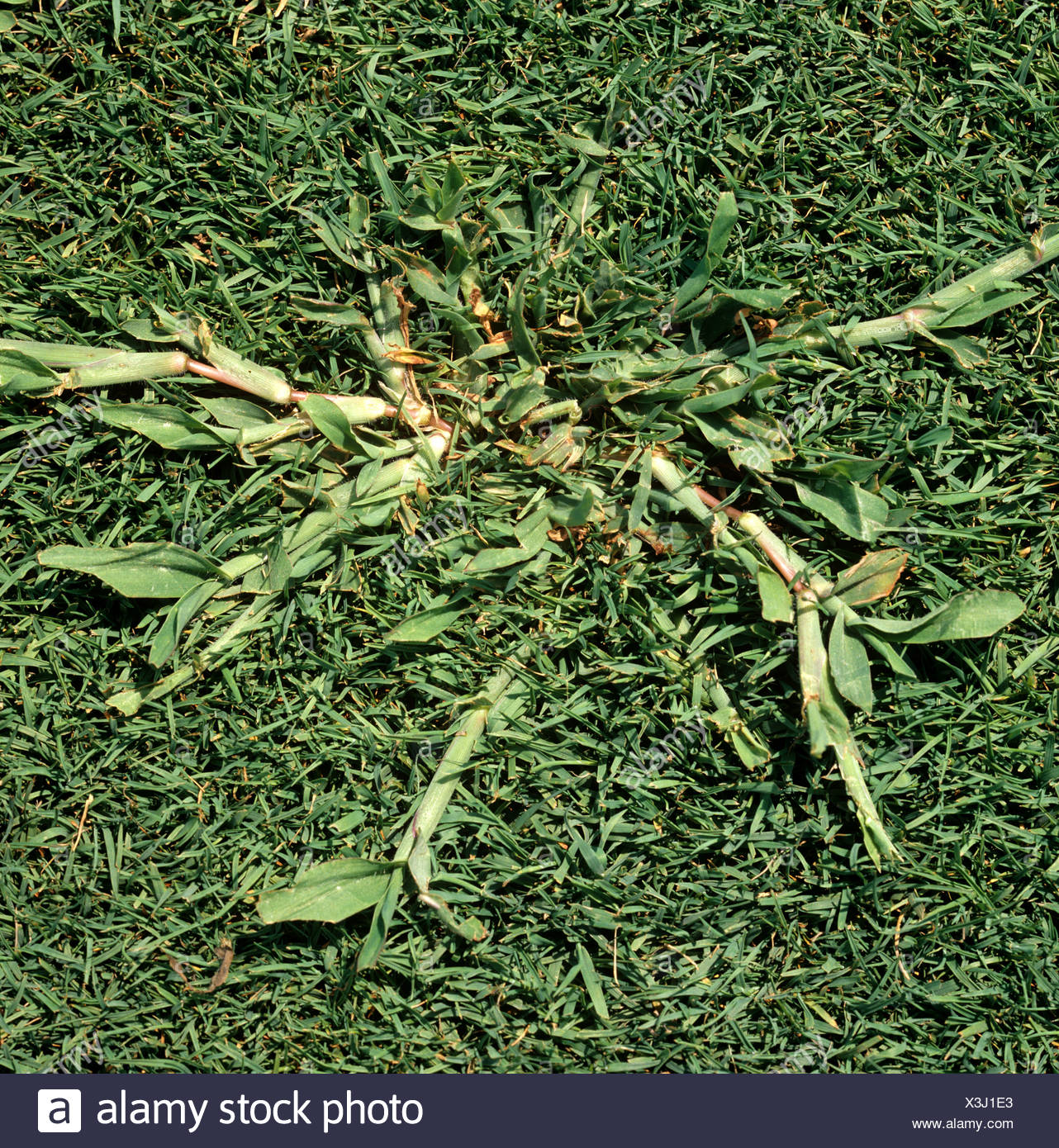 Short Hairy High Resolution Stock Photography and Images - Alamy