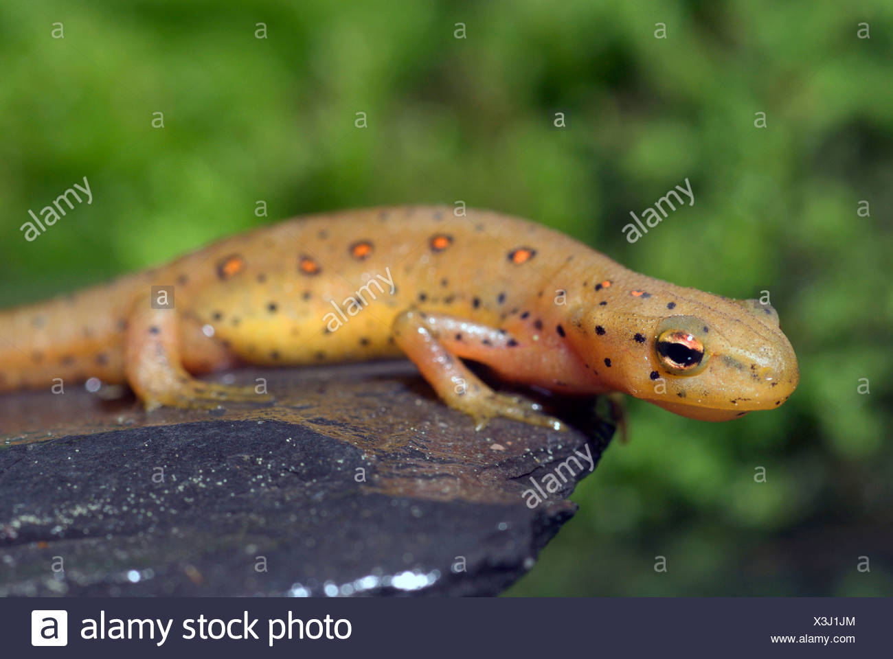 Eastern Newt High Resolution Stock Photography and Images - Alamy