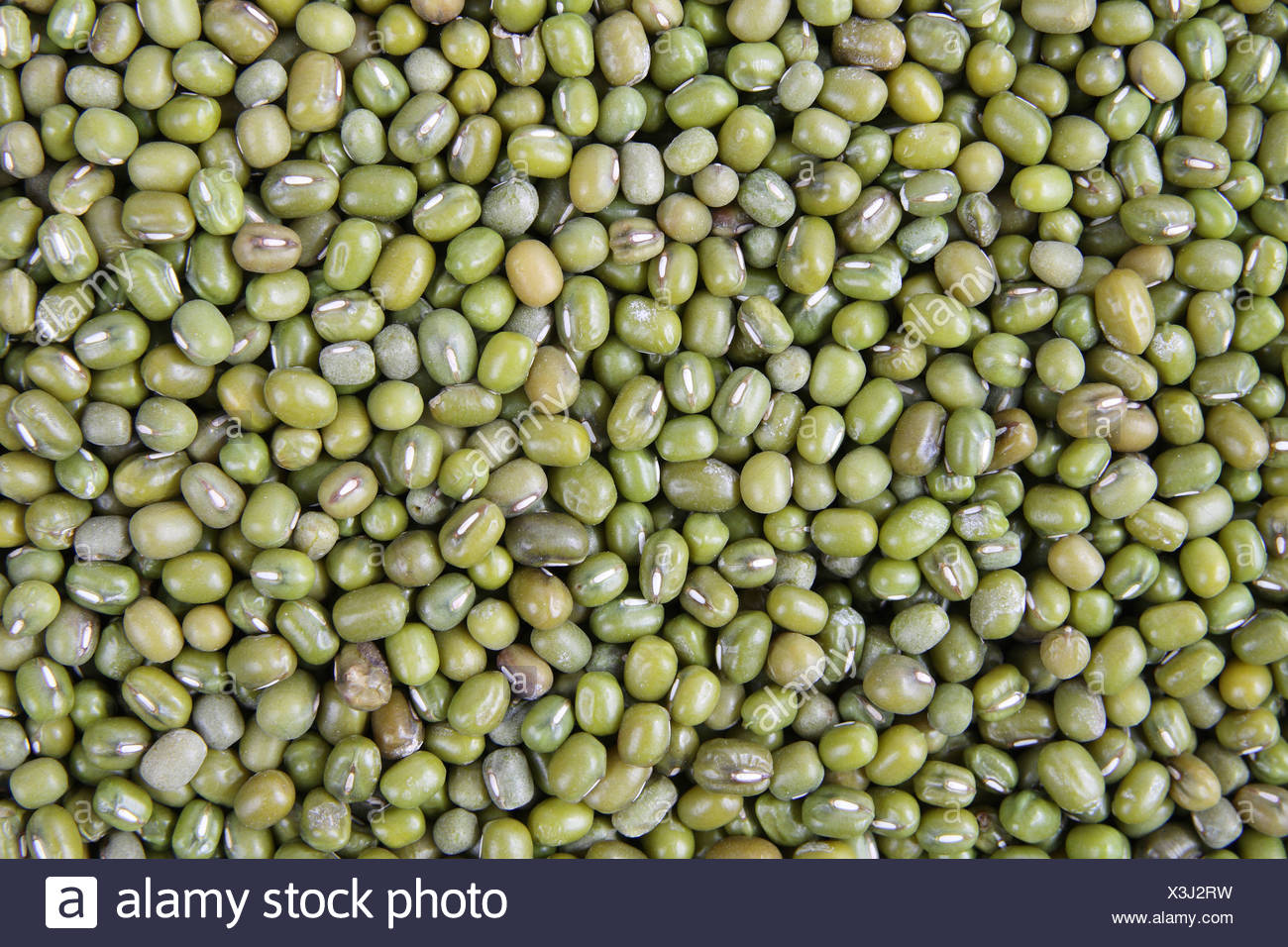 Monggo Stock Photos & Monggo Stock Images - Alamy