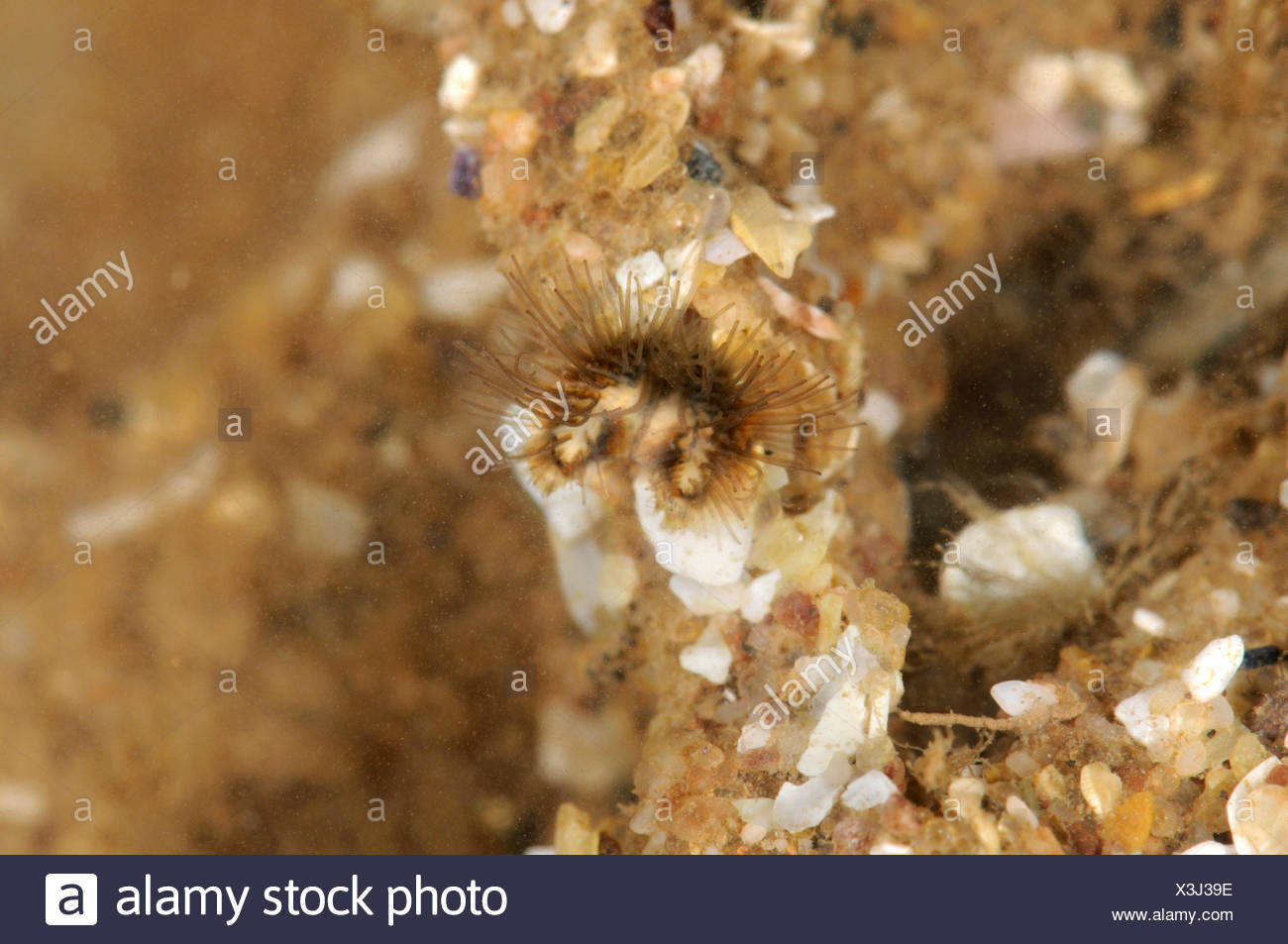 Honeycomb Worm Sabellaria Alveolata High Resolution Stock Photography ...