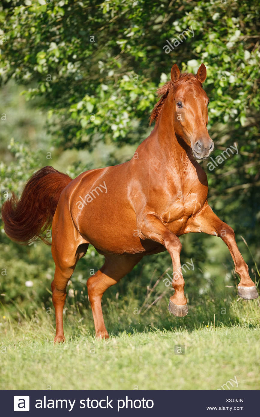 Westfalian Horse High Resolution Stock Photography and Images - Alamy