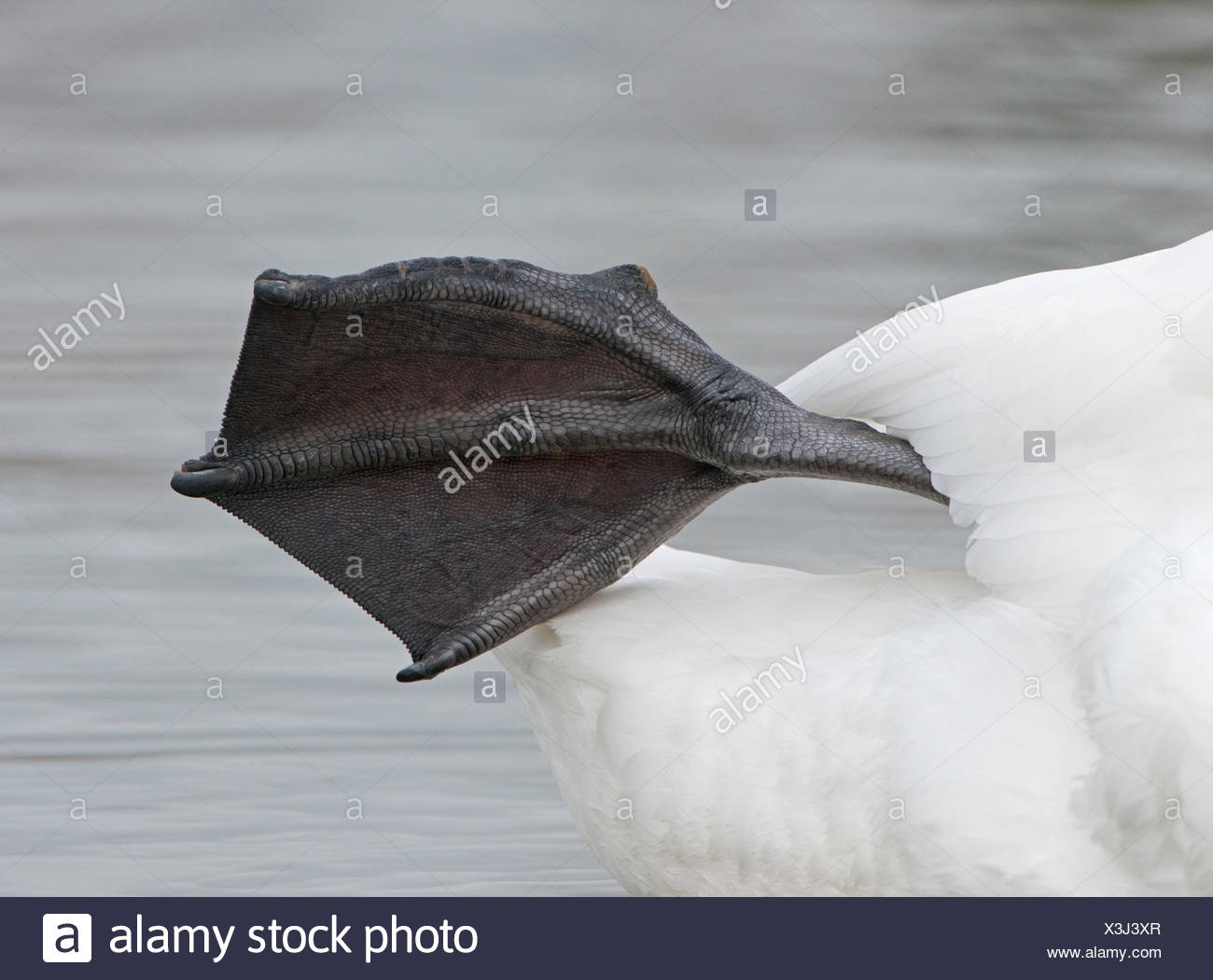 Swan Feet Stock Photos & Swan Feet Stock Images - Alamy