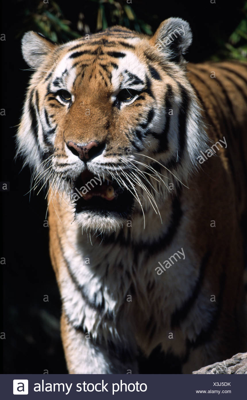 Snarling Tiger High Resolution Stock Photography and Images - Alamy