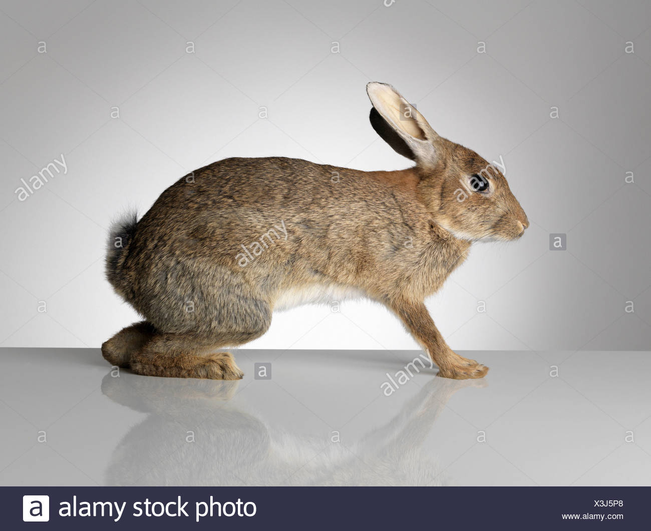 Taxidermy Rabbit High Resolution Stock Photography and Images - Alamy