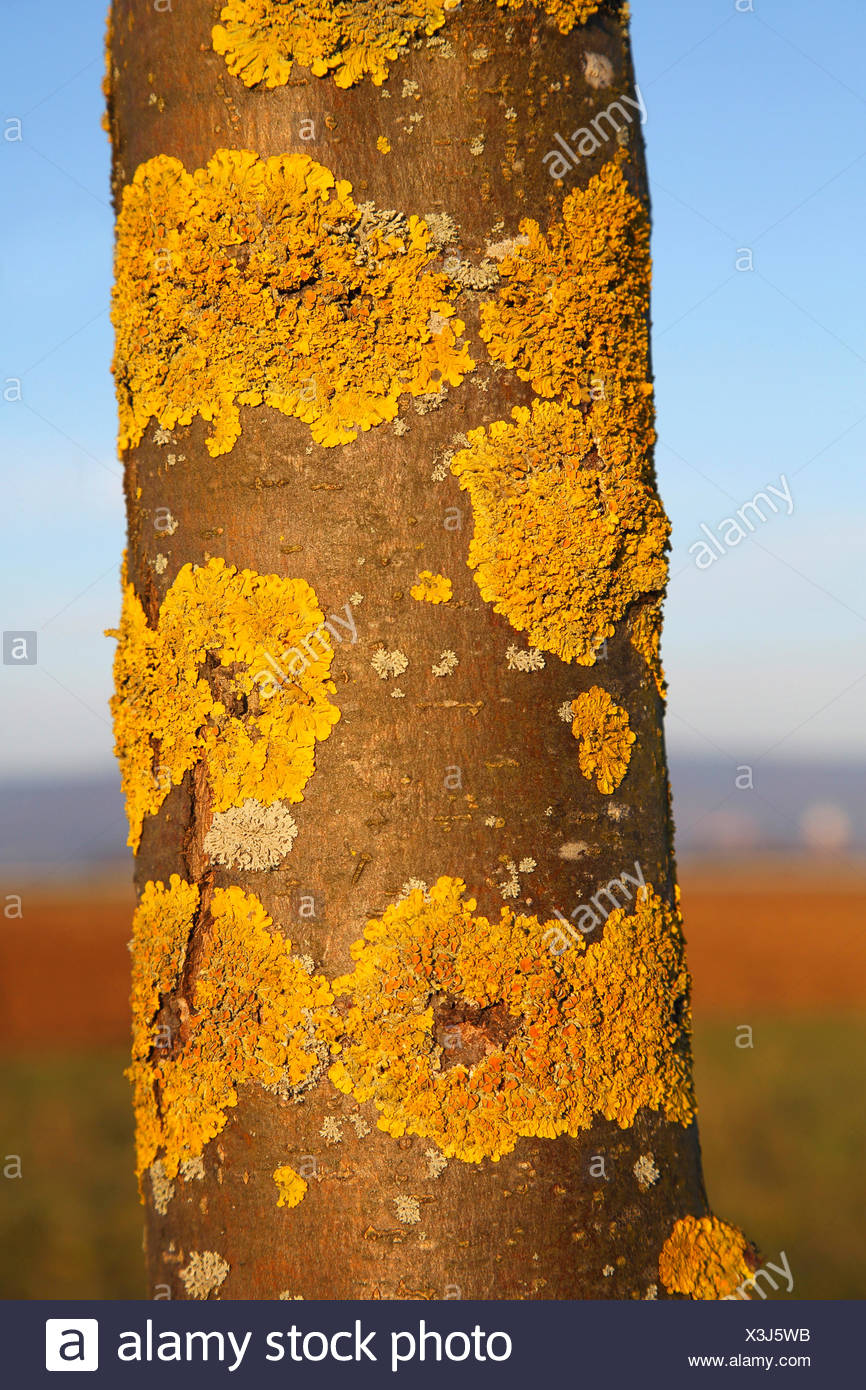 Maritime Sunburst Lichen High Resolution Stock Photography and Images ...