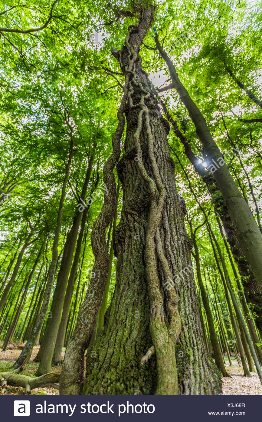 Ghost Forest Nienhagen Mecklenburg Vorpommern Germany Stock Photos ...