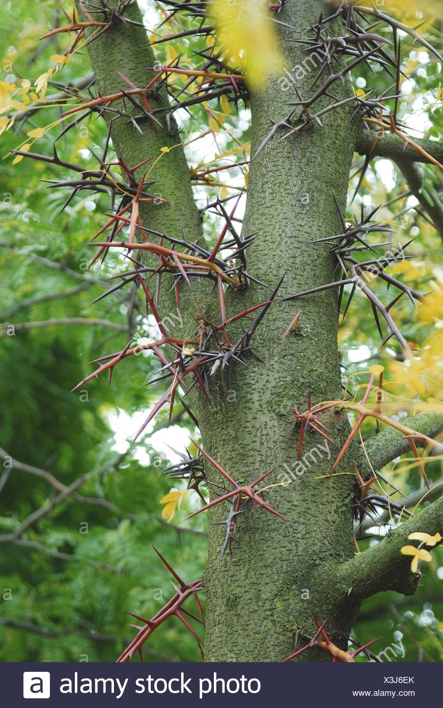 Honey Locust Tree High Resolution Stock Photography and Images - Alamy
