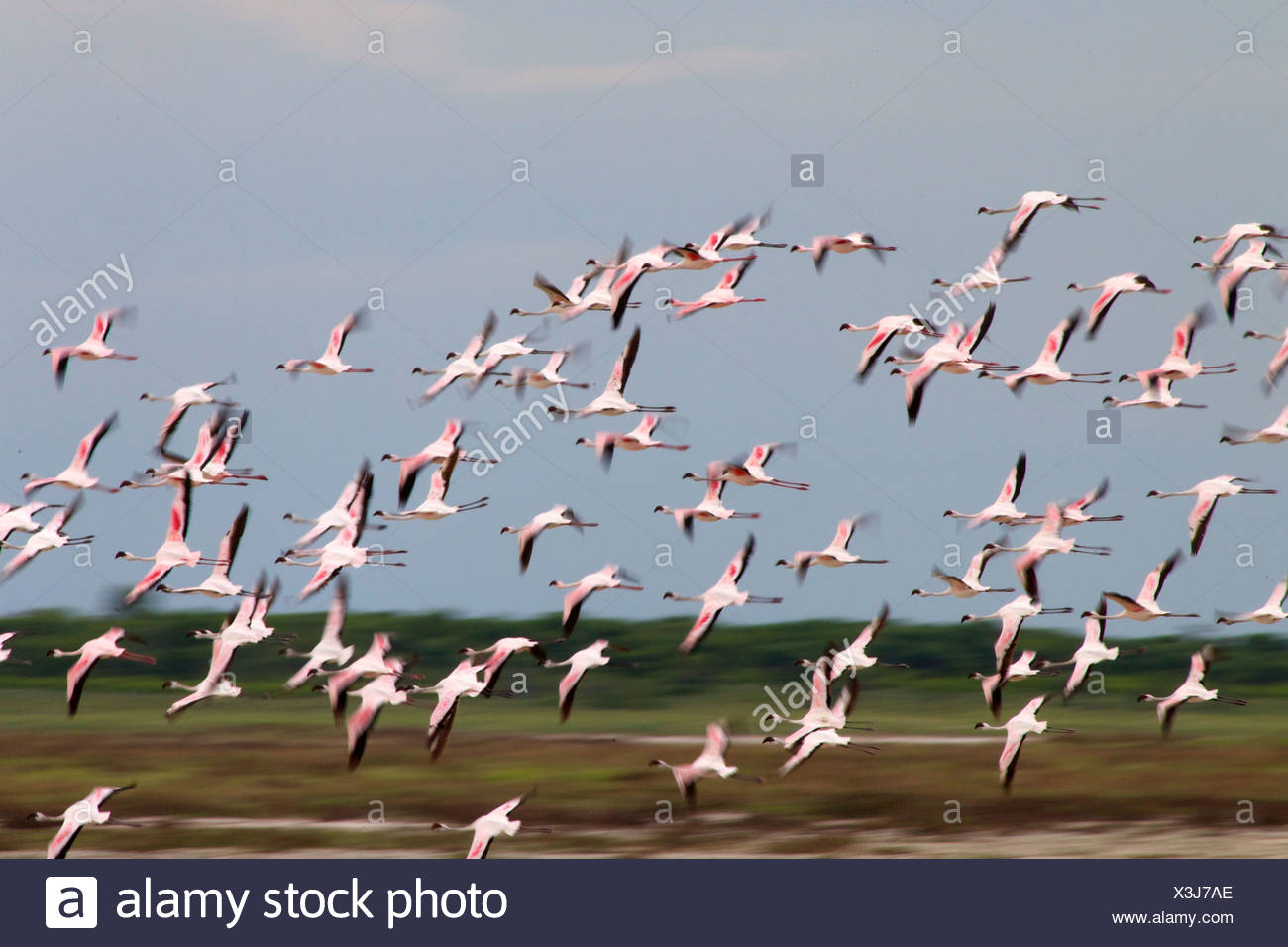 Flamingos In Flight High Resolution Stock Photography and Images - Alamy