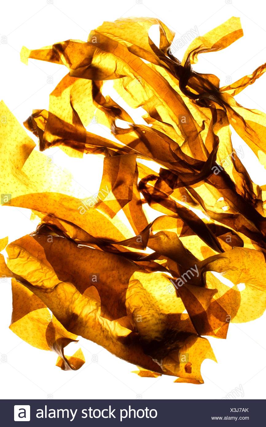 Undaria Pinnatifida Stock Photos & Undaria Pinnatifida Stock Images - Alamy