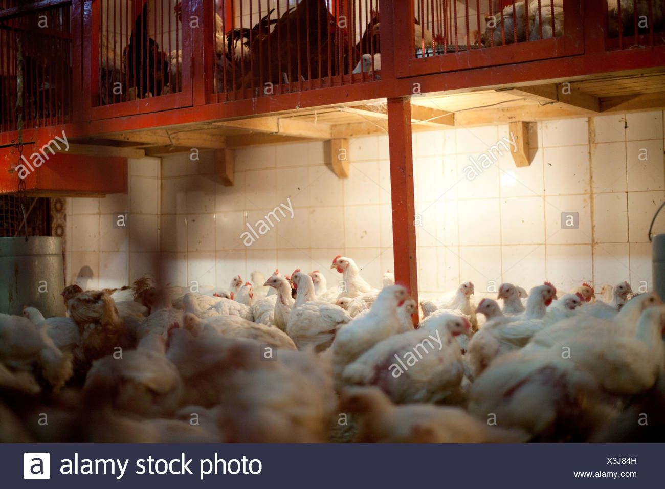 Battery Hens High Resolution Stock Photography and Images - Alamy