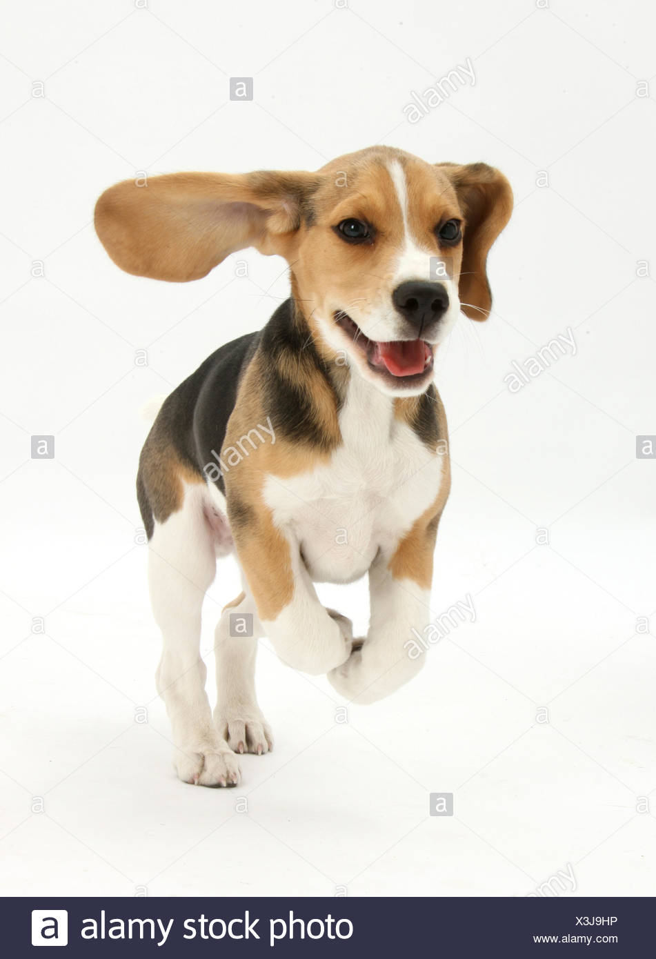 Beagle Puppy Running High Resolution Stock Photography and Images - Alamy