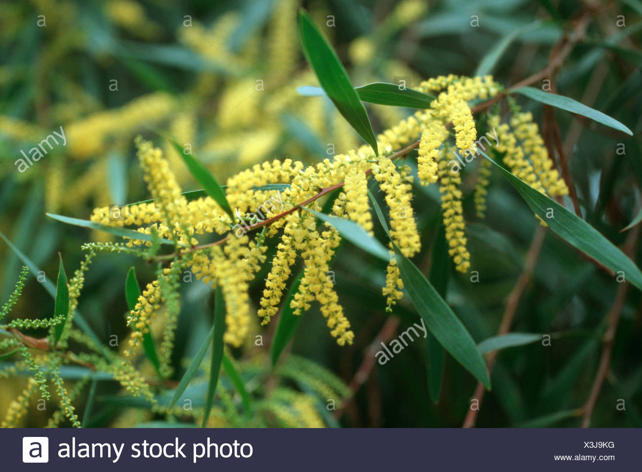 Sallow Flowers High Resolution Stock Photography and Images - Alamy