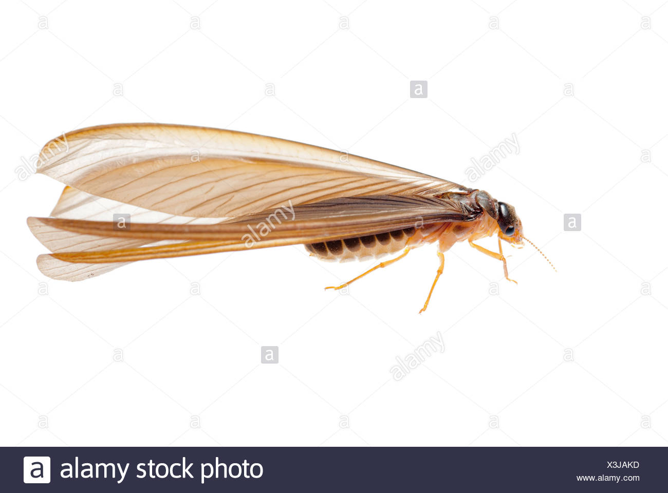 White Termite High Resolution Stock Photography and Images - Alamy