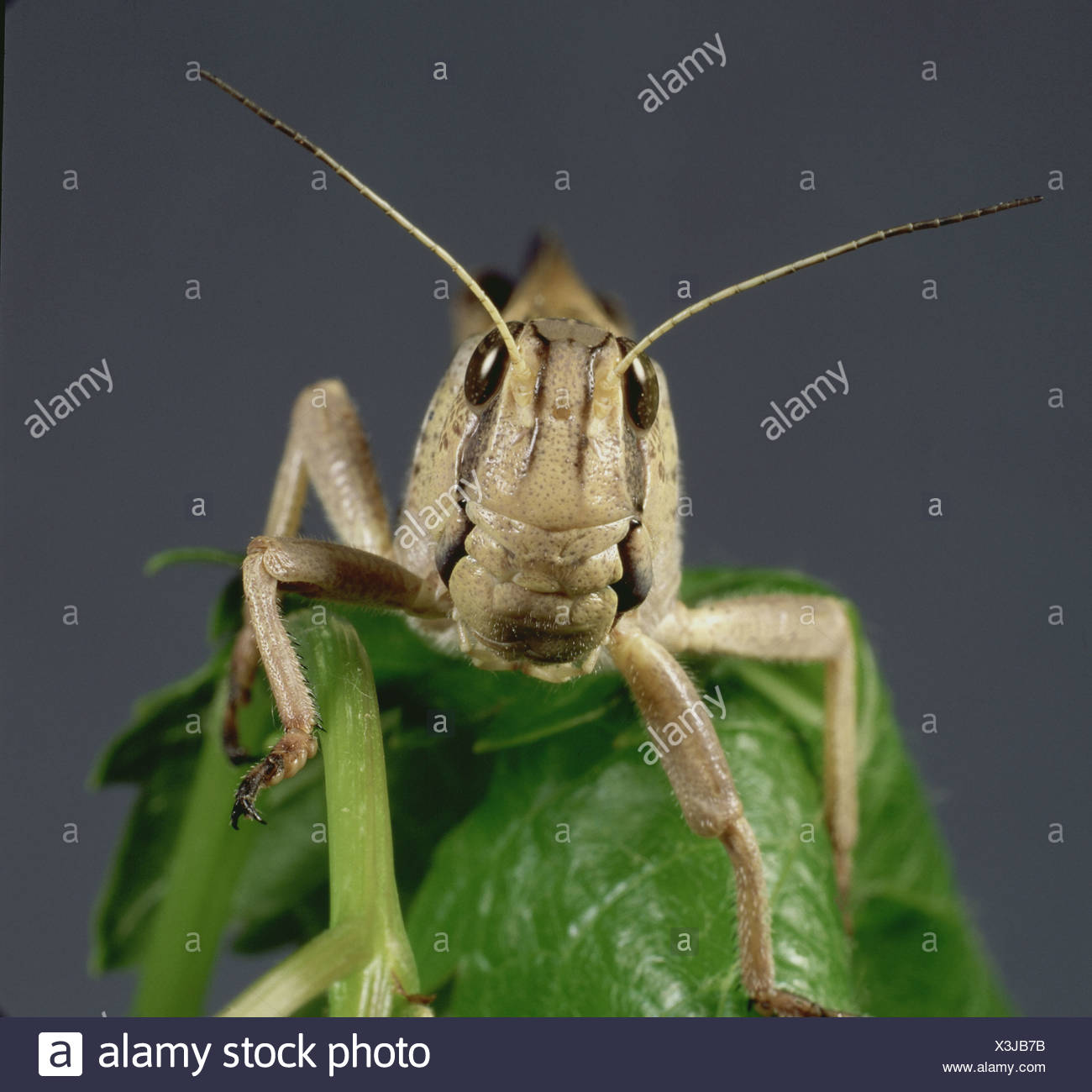 Locusta Stock Photos & Locusta Stock Images - Alamy