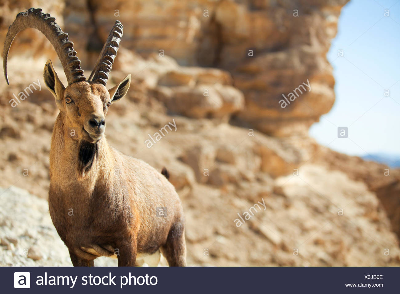 Wild Goat Capra Cliff High Resolution Stock Photography and Images - Alamy