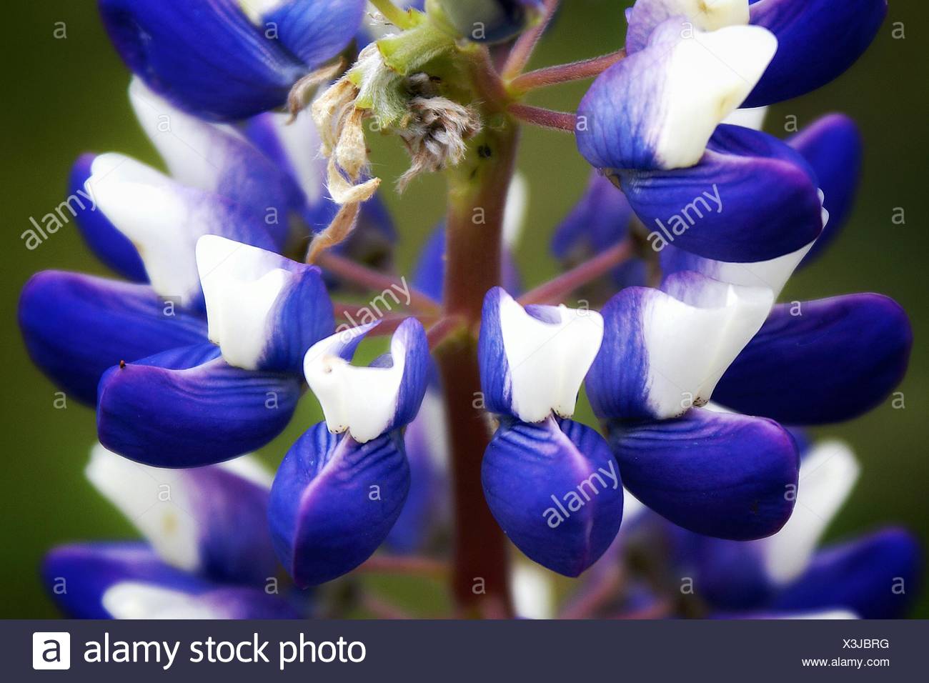 Bluebonnets Close Up High Resolution Stock Photography and Images - Alamy
