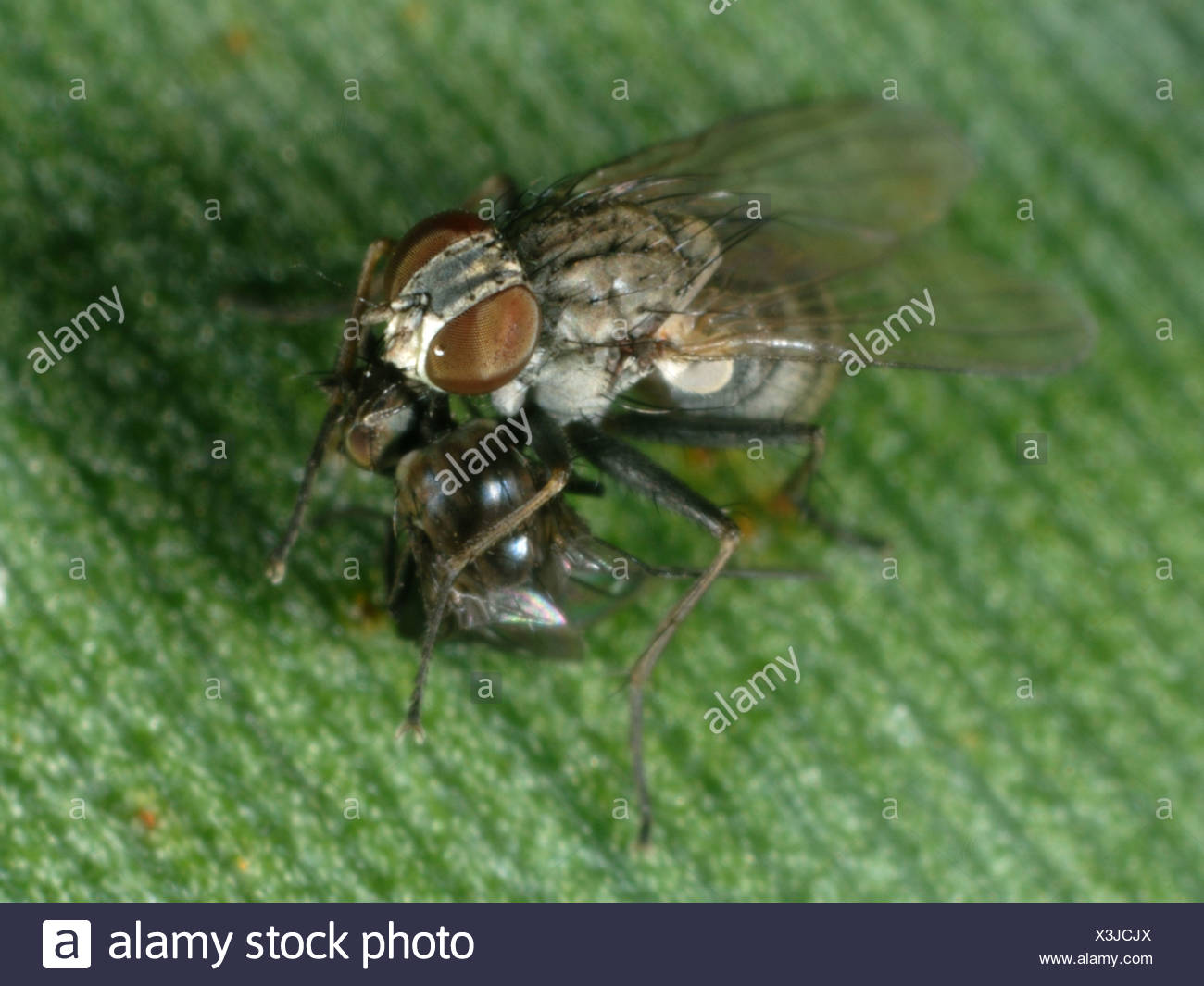 Coenosia High Resolution Stock Photography and Images - Alamy