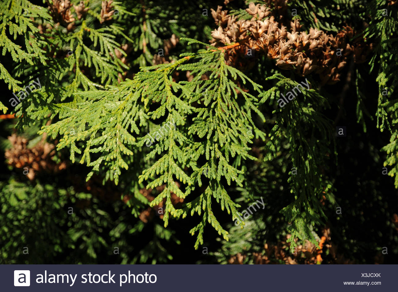 Northern White Cedar Tree High Resolution Stock Photography and Images ...