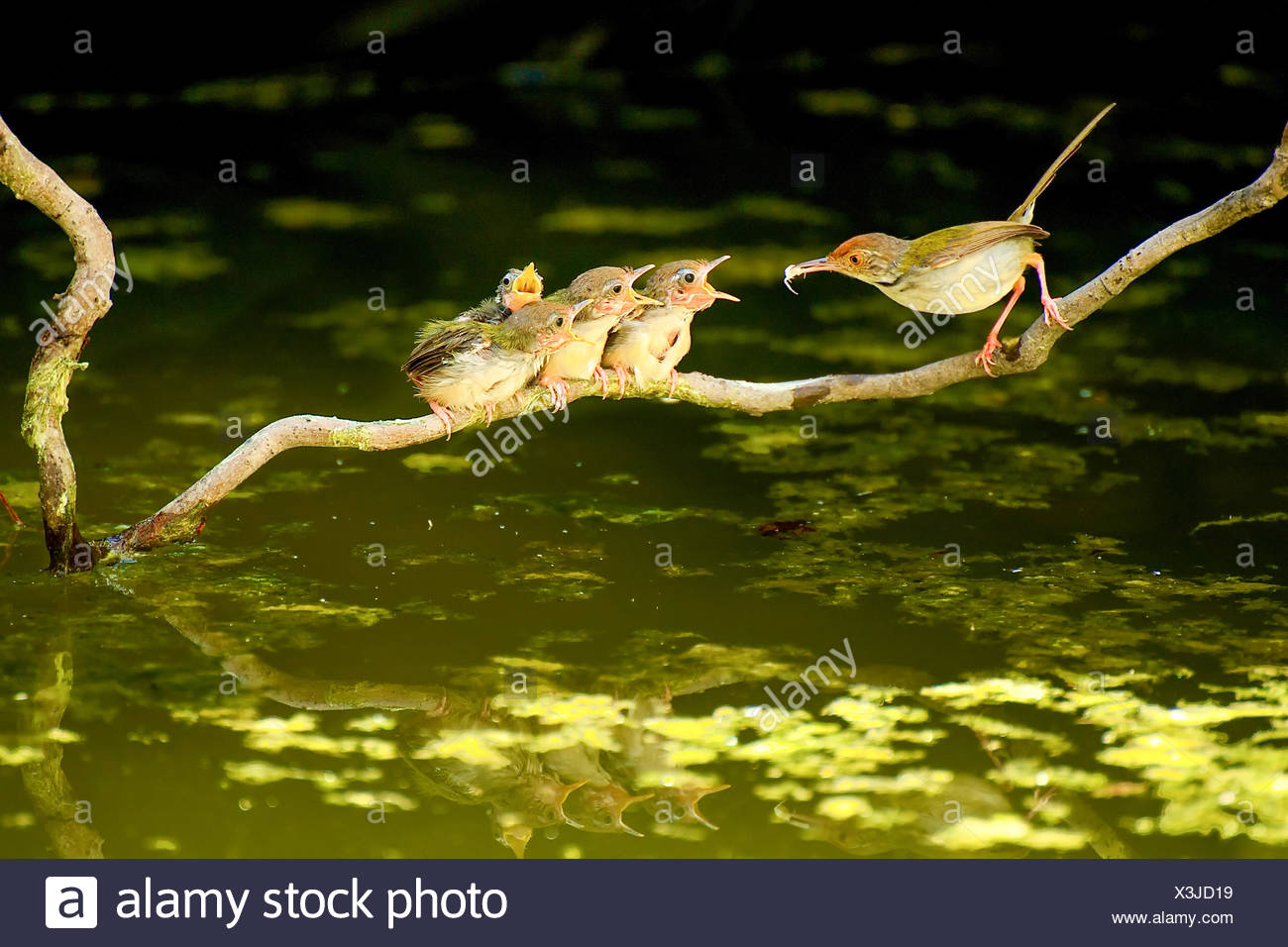 Pipi High Resolution Stock Photography and Images - Alamy