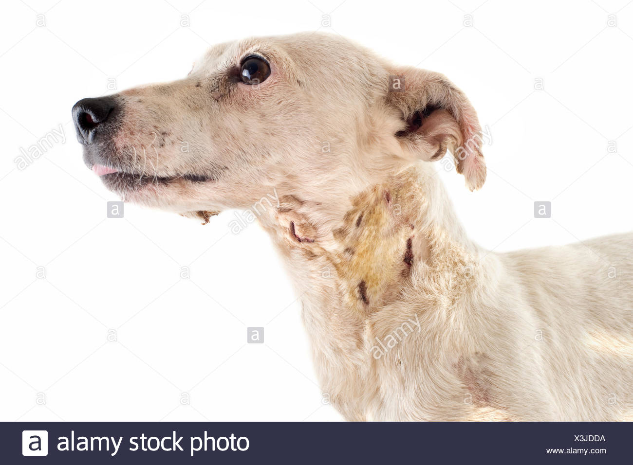 Dog Bite Wound High Resolution Stock Photography and Images - Alamy