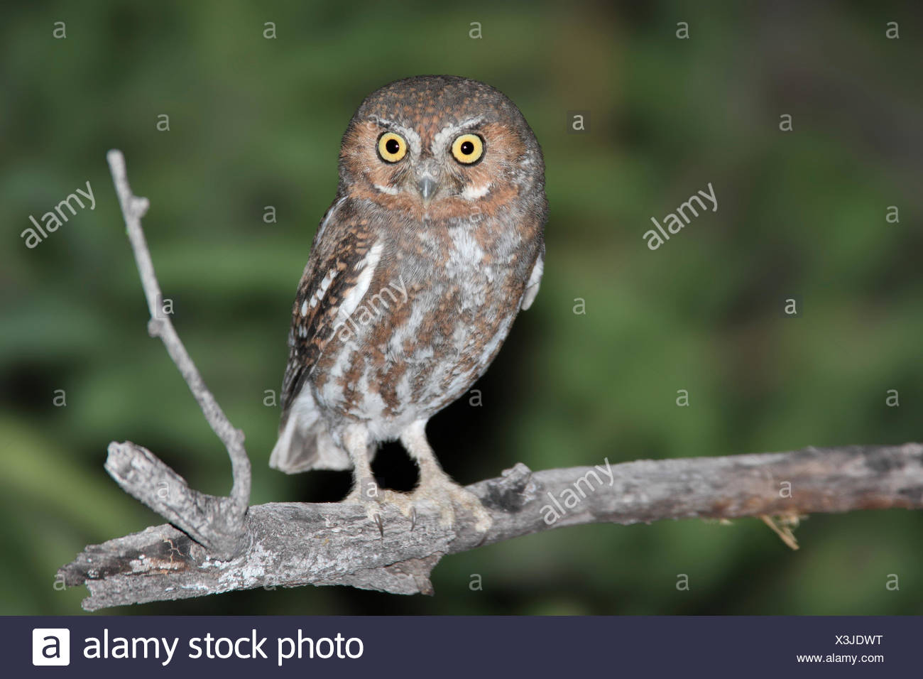 Elf Owl High Resolution Stock Photography and Images - Alamy