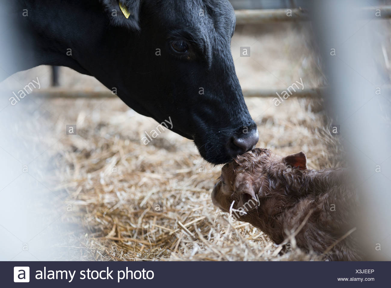 Cow Licking Calf Stock Photos & Cow Licking Calf Stock Images - Alamy