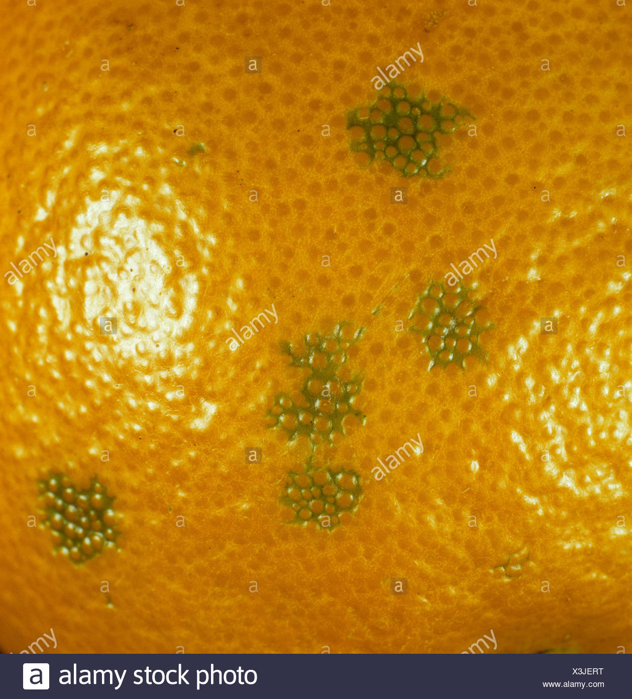 Oleocellosis High Resolution Stock Photography and Images - Alamy