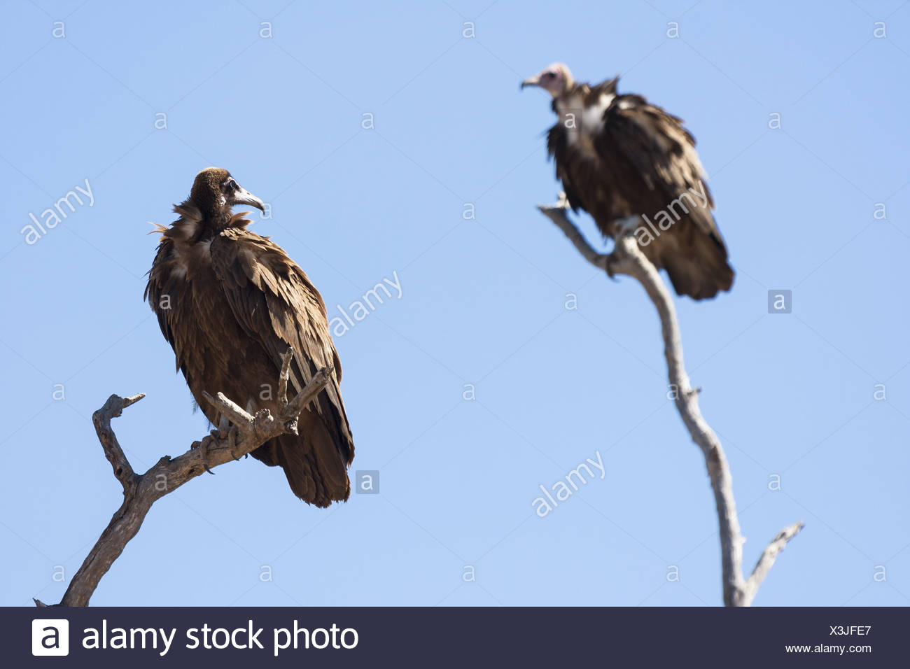 Aasvogel High Resolution Stock Photography and Images - Alamy