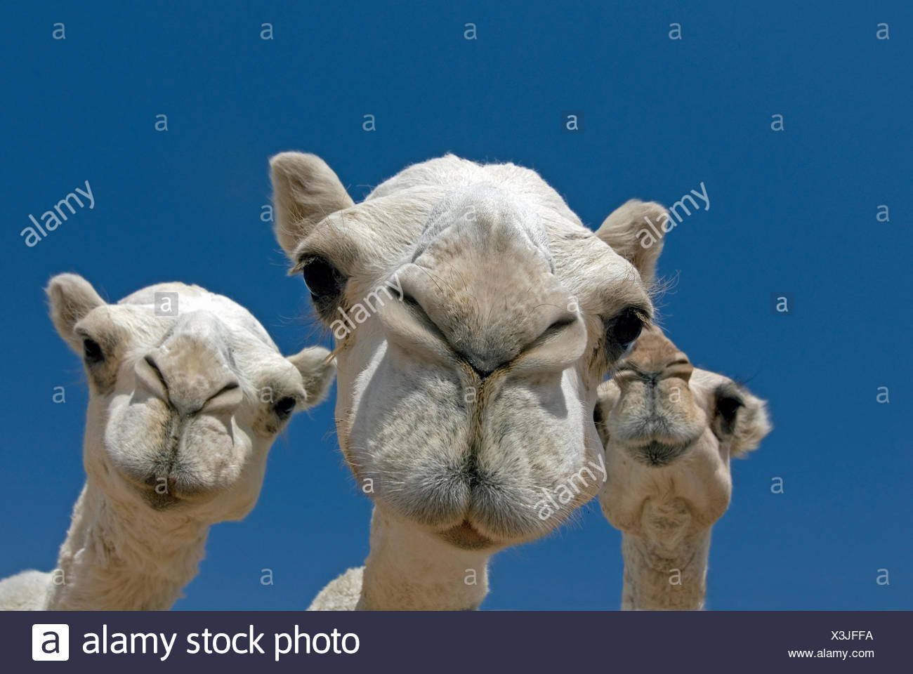 Camel Head High Resolution Stock Photography and Images - Alamy