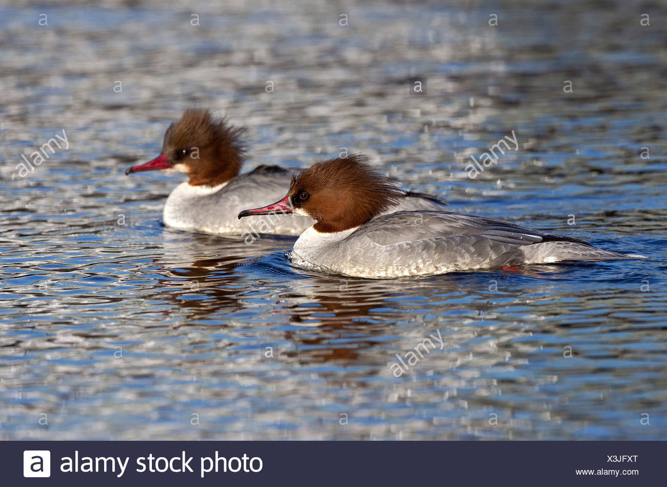 Goosanders High Resolution Stock Photography and Images - Alamy