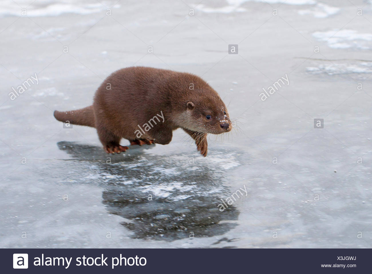 Running Otter High Resolution Stock Photography and Images - Alamy