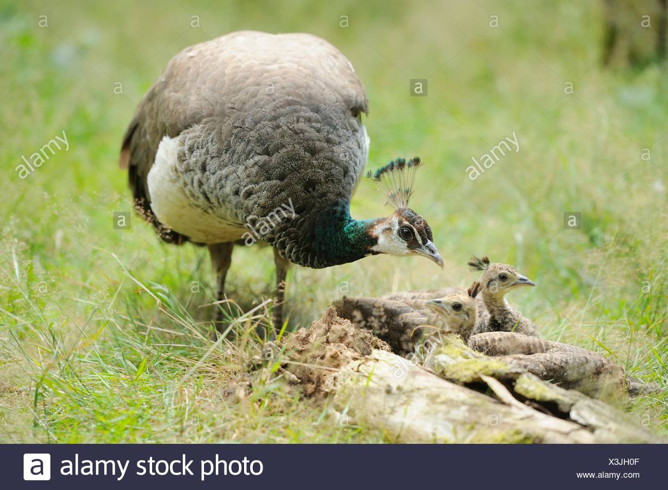 Peafowl Chicks High Resolution Stock Photography and Images - Alamy