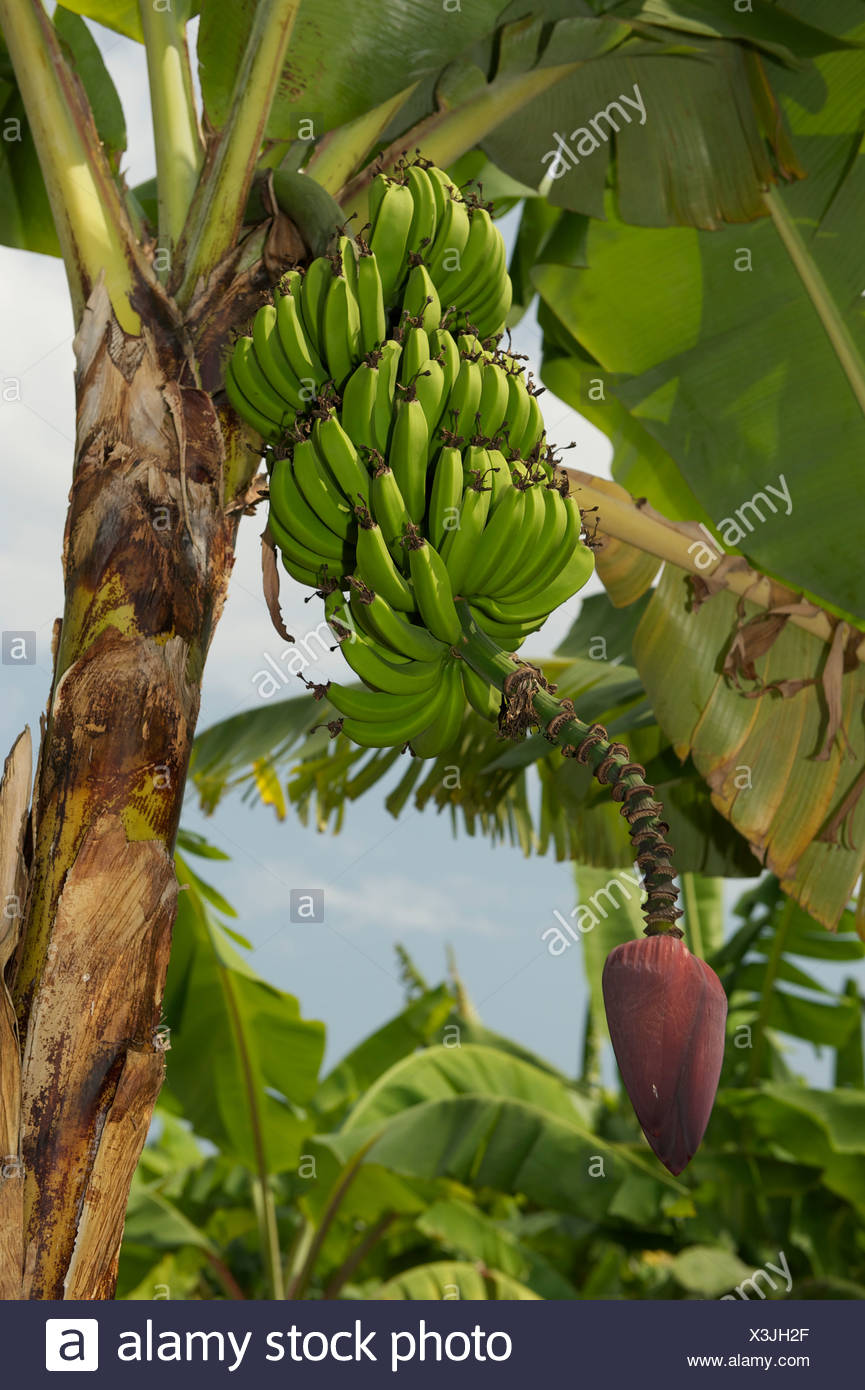 Banana Tree Africa High Resolution Stock Photography and Images - Alamy