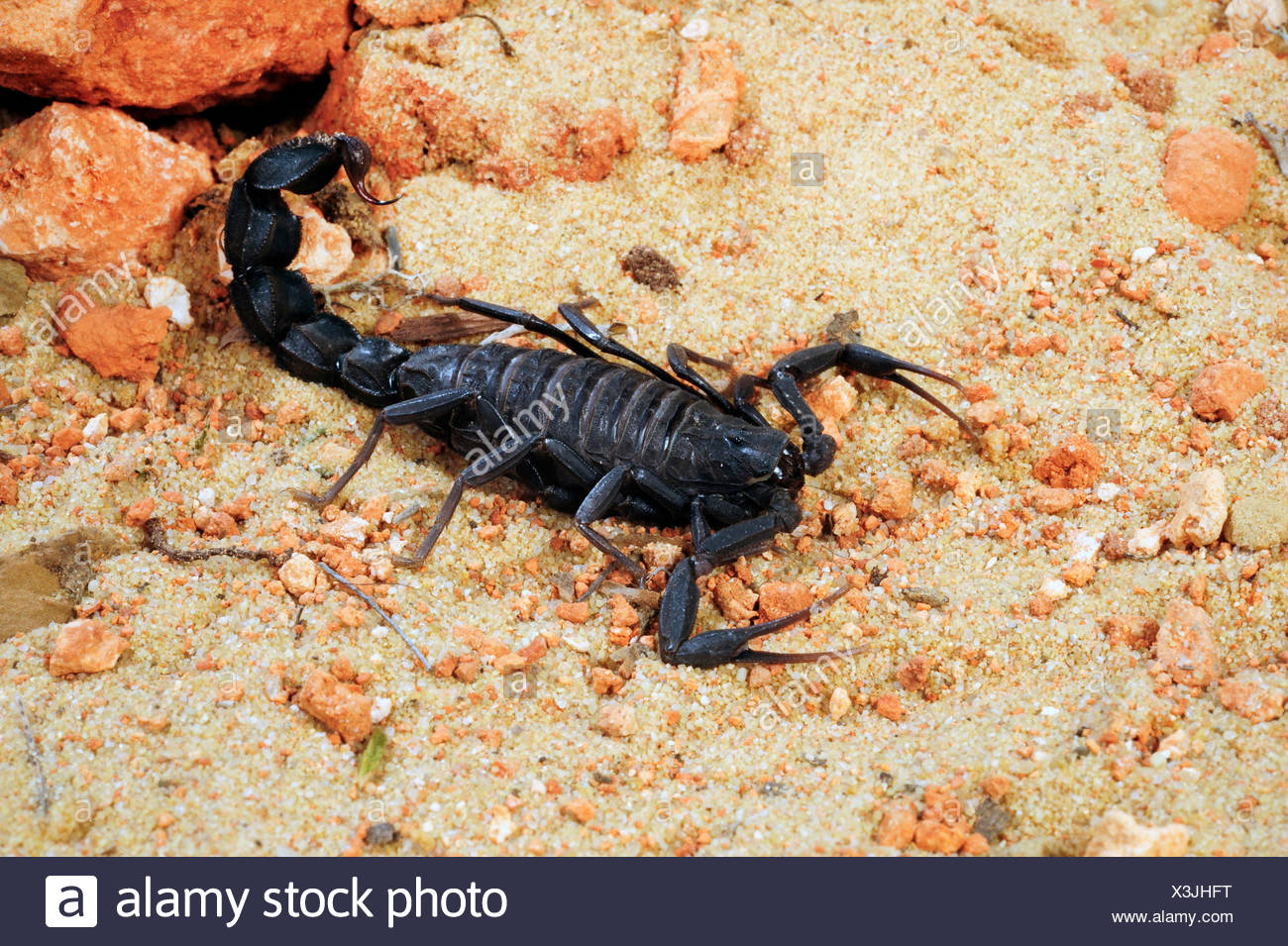 Androctonus Scorpion High Resolution Stock Photography and Images - Alamy