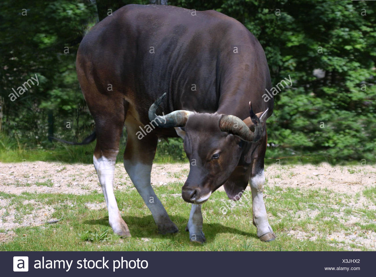 Bos Sauveli High Resolution Stock Photography and Images - Alamy