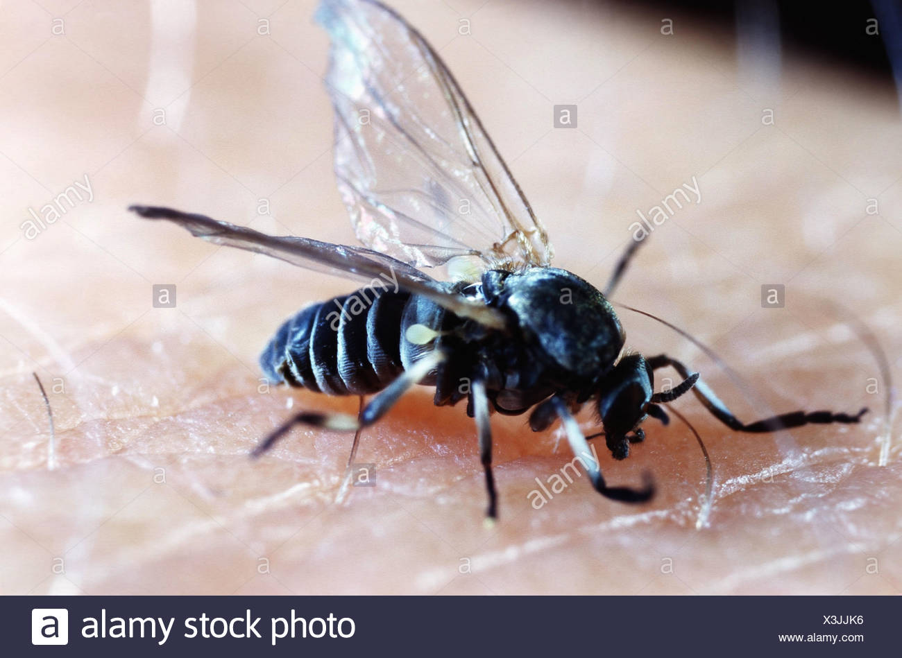 Simulium Stock Photos & Simulium Stock Images - Alamy