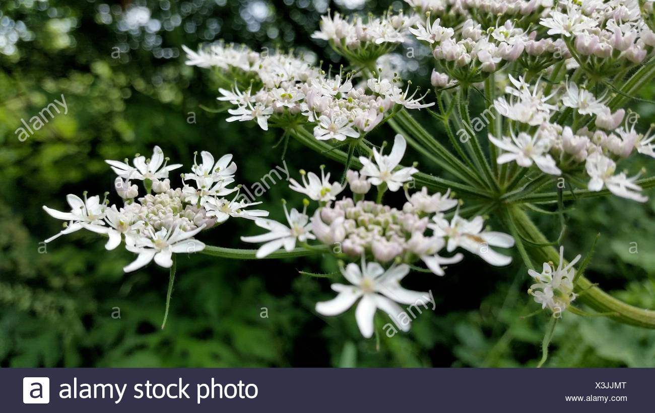 Cow Parsley Flower Close Up High Resolution Stock Photography and ...