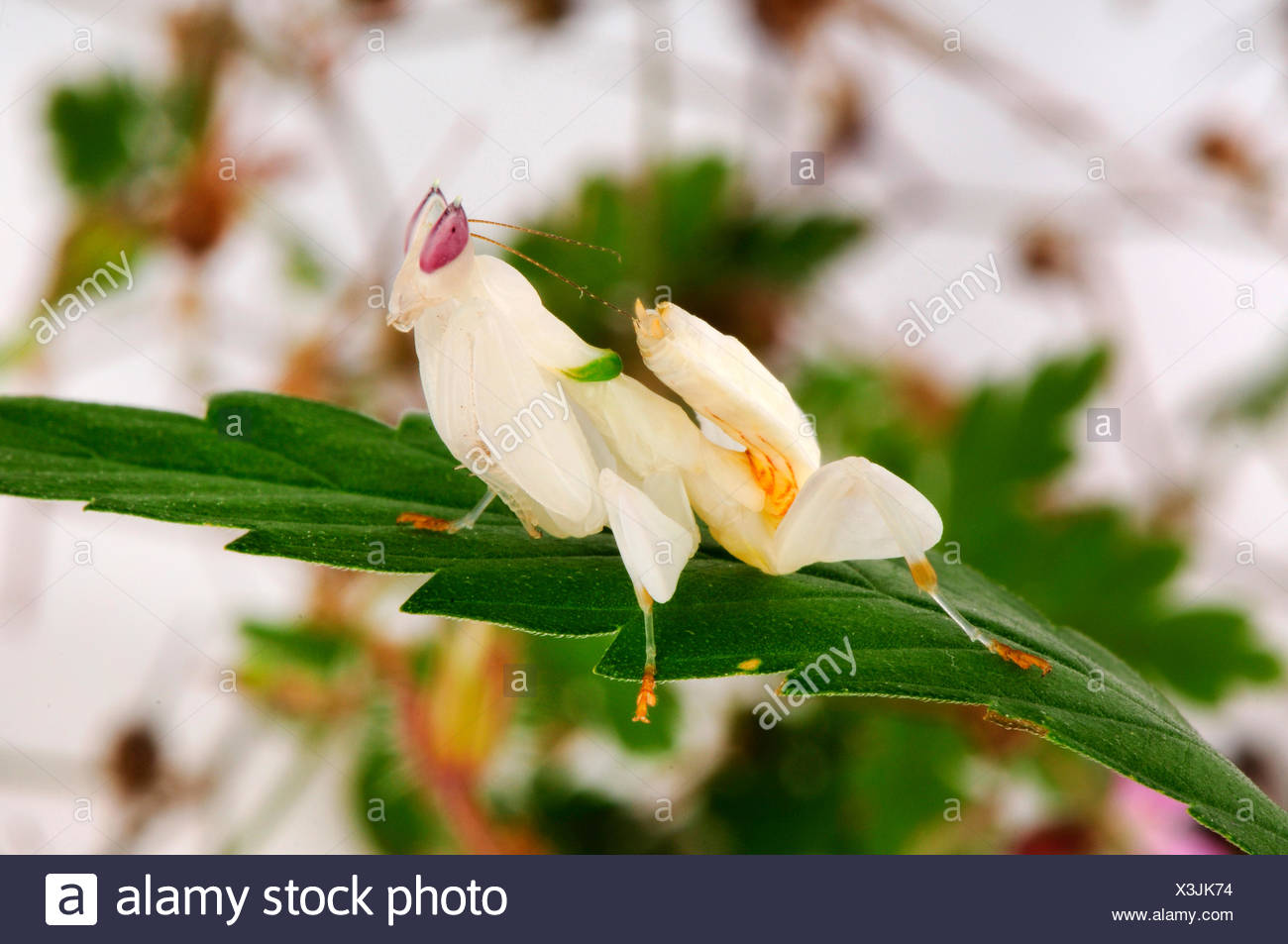 White Orchid Mantis On A Leaf High Resolution Stock Photography and ...