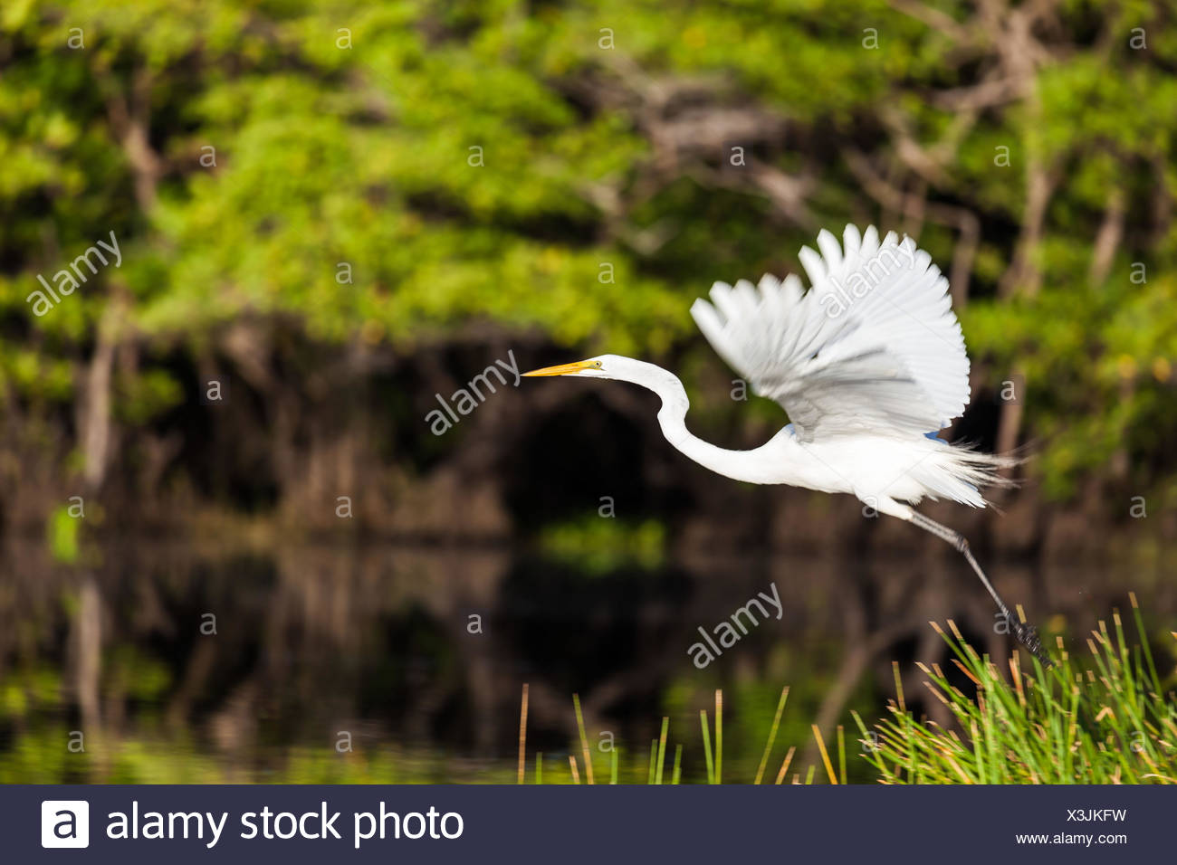 Aigrette High Resolution Stock Photography and Images - Alamy